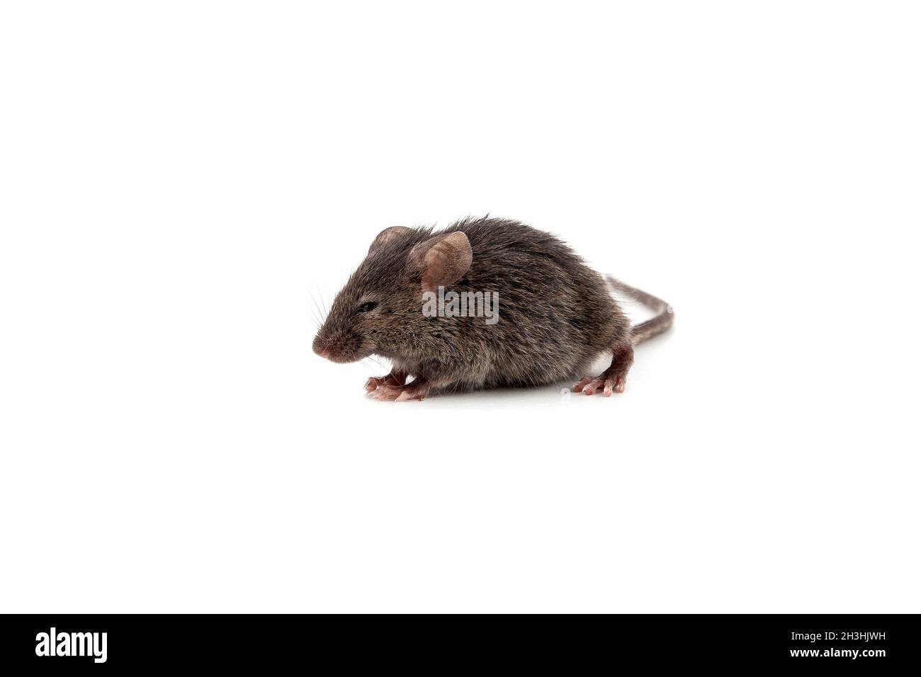 Closeup small cute mouse Cut Out Stock Images & Pictures - Alamy