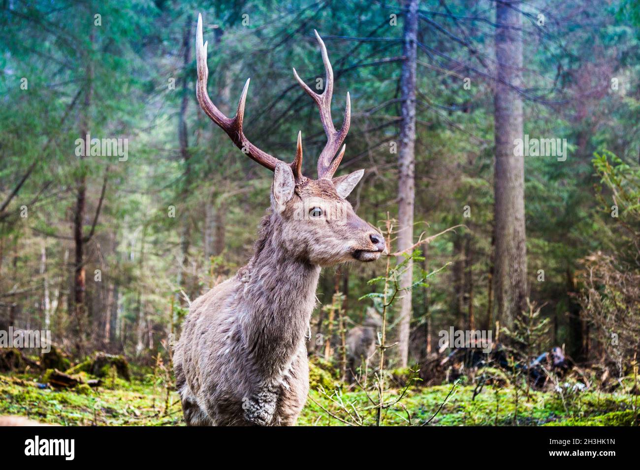Deer in summer forest Stock Photo - Alamy