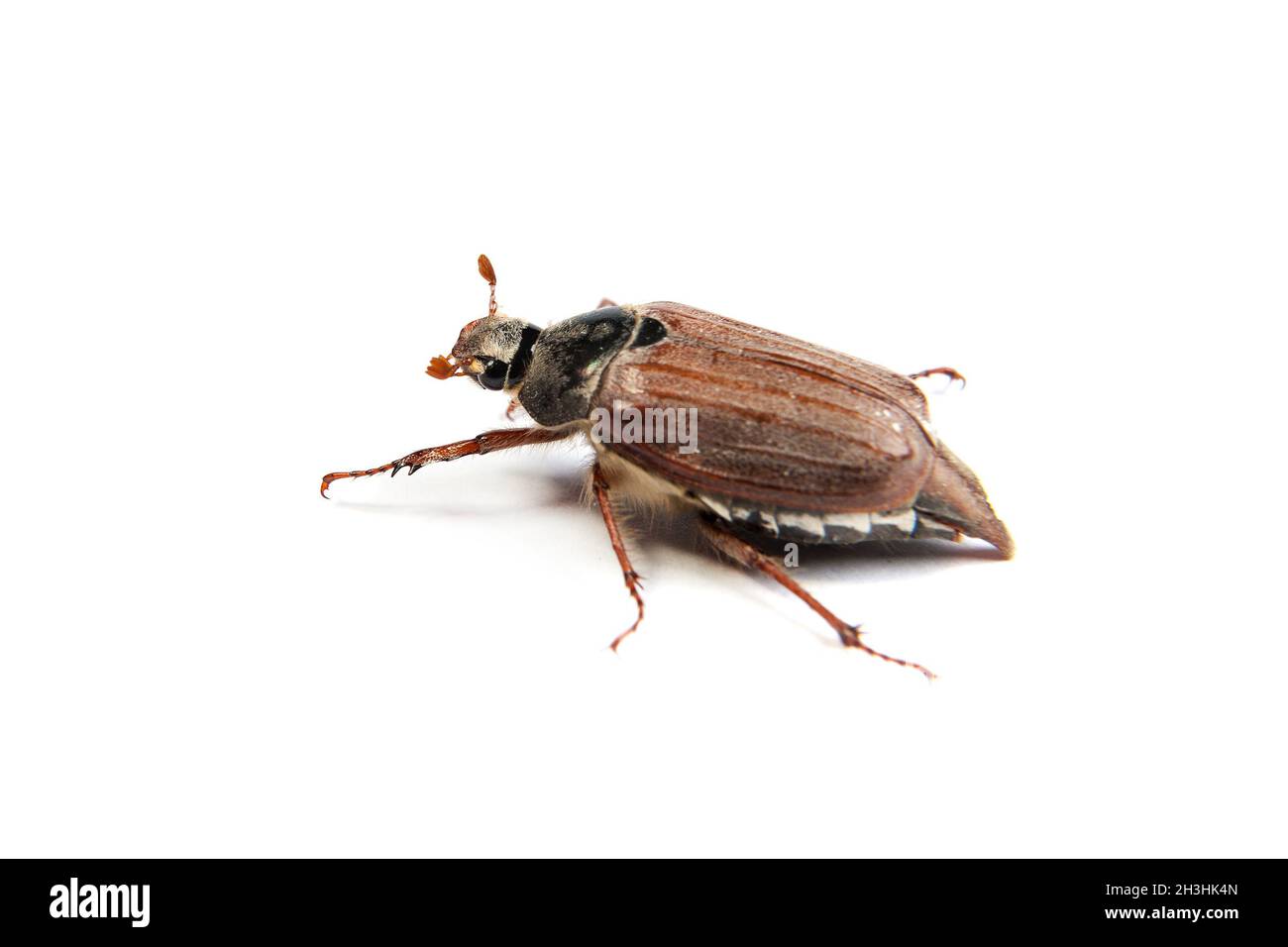 May bug macro isolated on white Stock Photo - Alamy