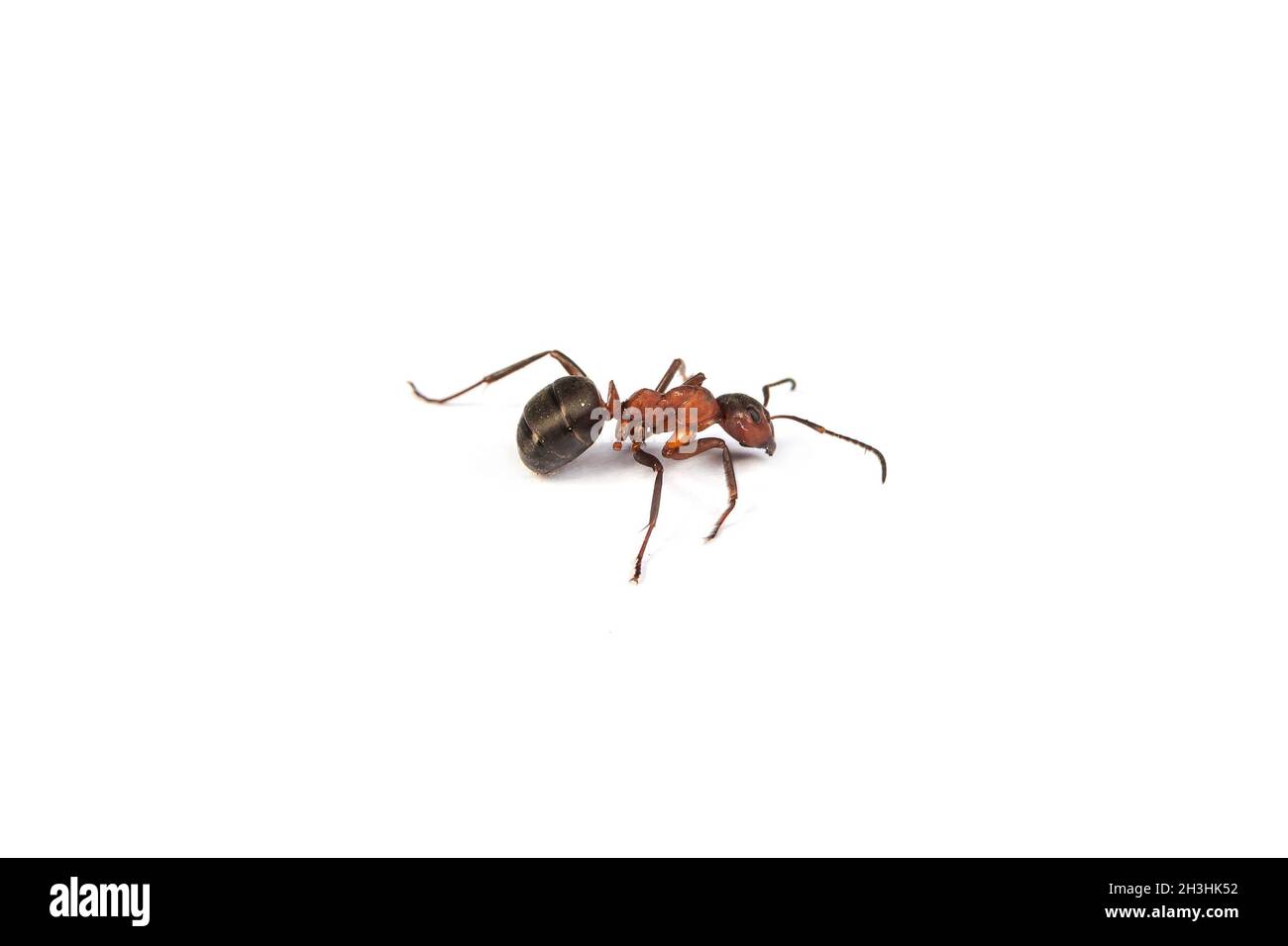 Ant isolated on white background Stock Photo - Alamy