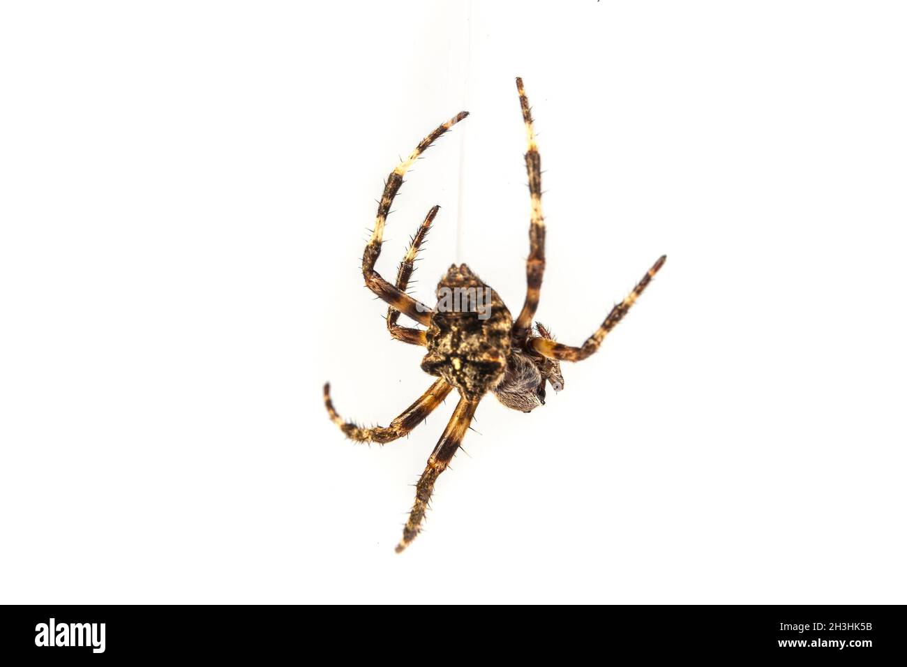 Hanging spider Cut Out Stock Images & Pictures - Alamy