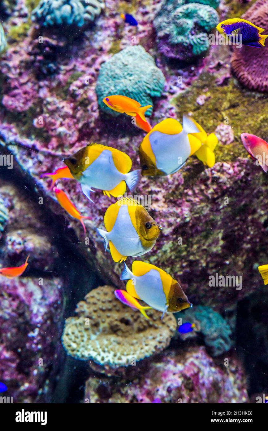 Tropical reef fish polynesia hi-res stock photography and images - Alamy