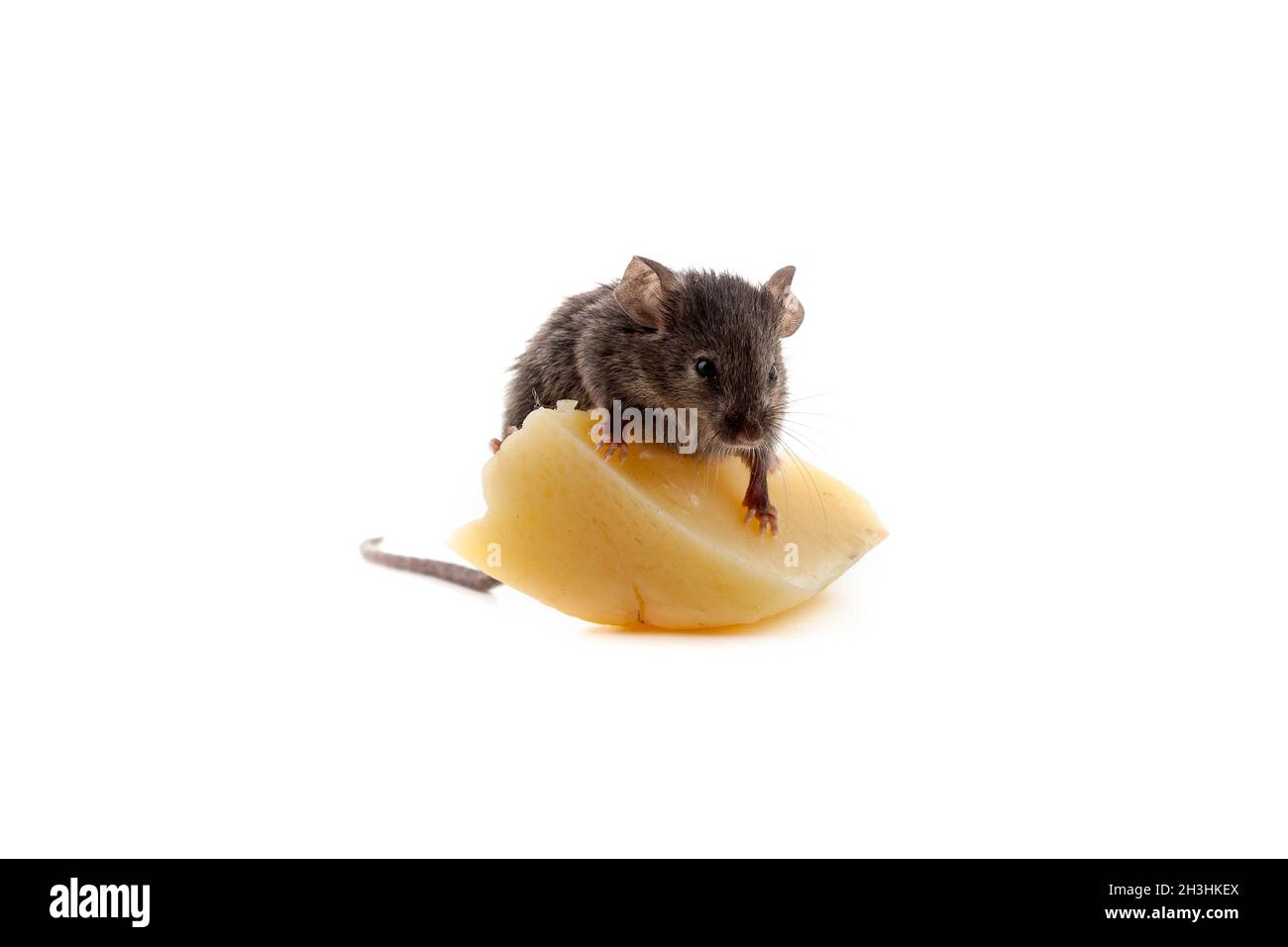 Smelling cheese Cut Out Stock Images & Pictures - Alamy