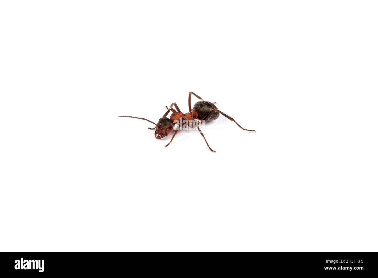 Ant isolated on white background Stock Photo - Alamy