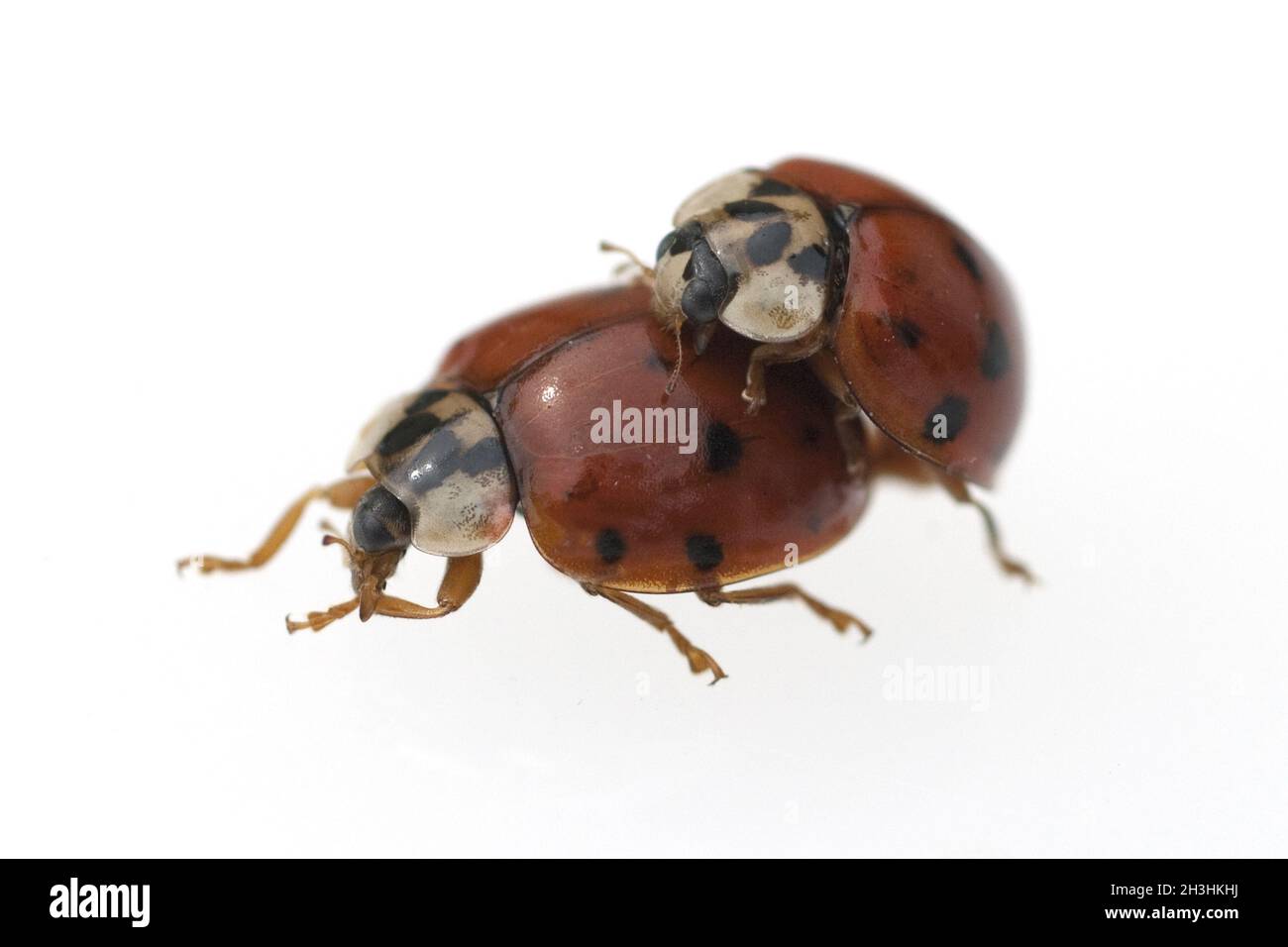 Ladybug mating Cut Out Stock Images & Pictures - Alamy