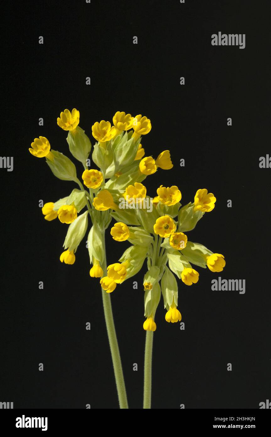 Root primula veris hi-res stock photography and images - Alamy