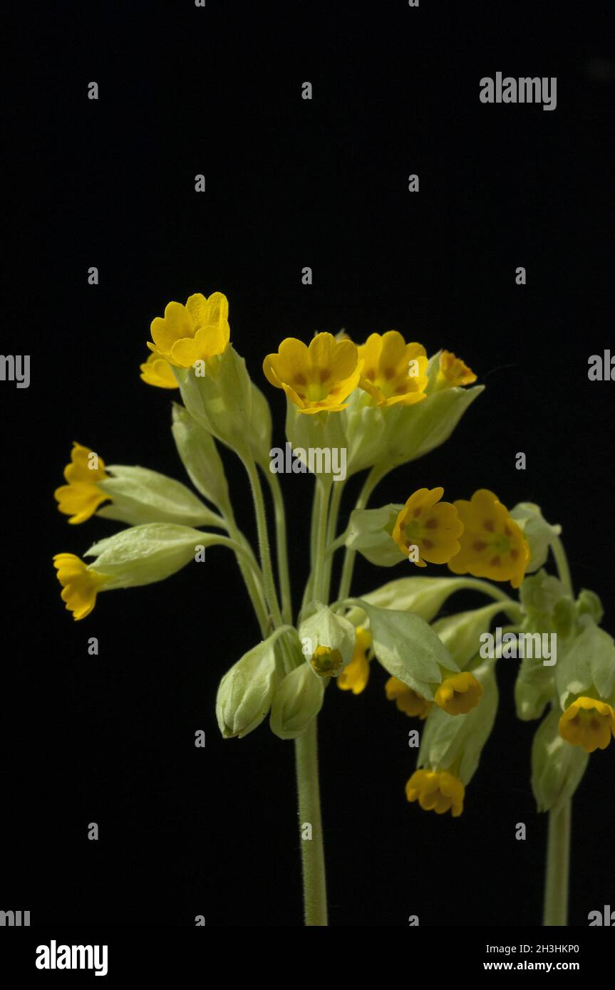 Root primula veris hi-res stock photography and images - Alamy