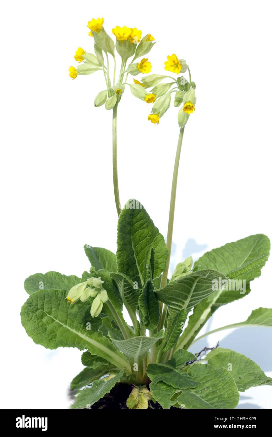 Root primula veris hi-res stock photography and images - Alamy