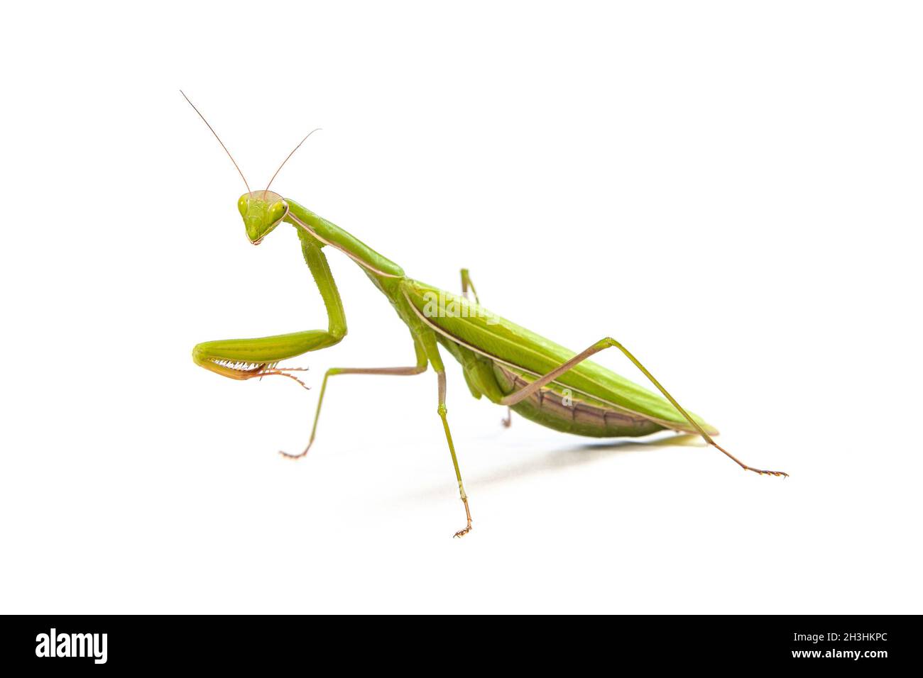 Mantis isolated on a white background Stock Photo - Alamy