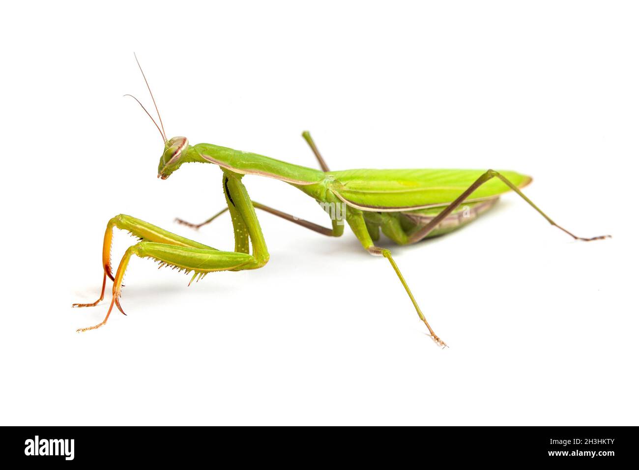 Mantis isolated on a white background Stock Photo - Alamy