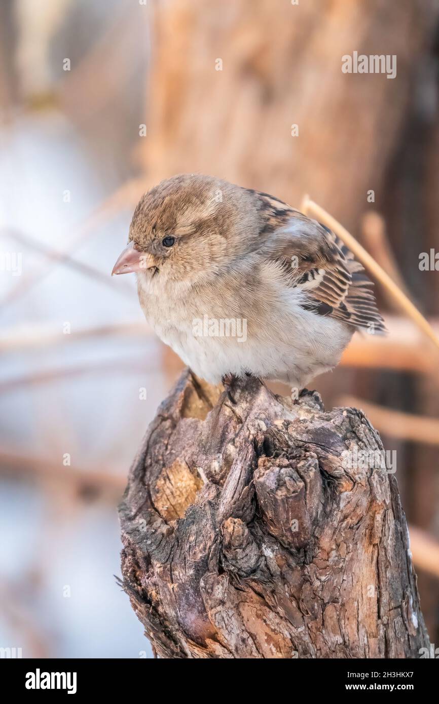 Sparrow sits on a branch without leaves. Sparrow on a branch in the ...