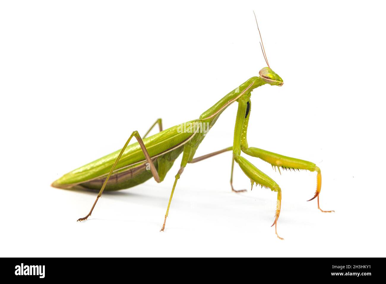 Mantis isolated on a white background Stock Photo - Alamy