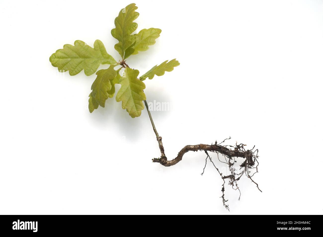 English oak tree buds hi-res stock photography and images - Alamy