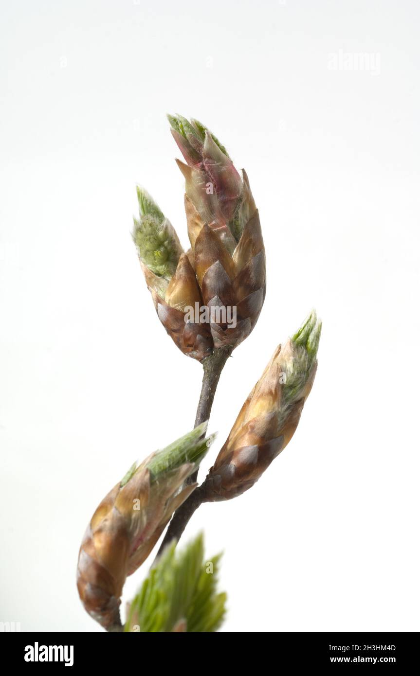 Buds boxwood hi-res stock photography and images - Alamy