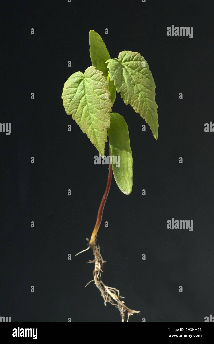 Young Maple Tree Sapling High Resolution Stock Photography and Images ...