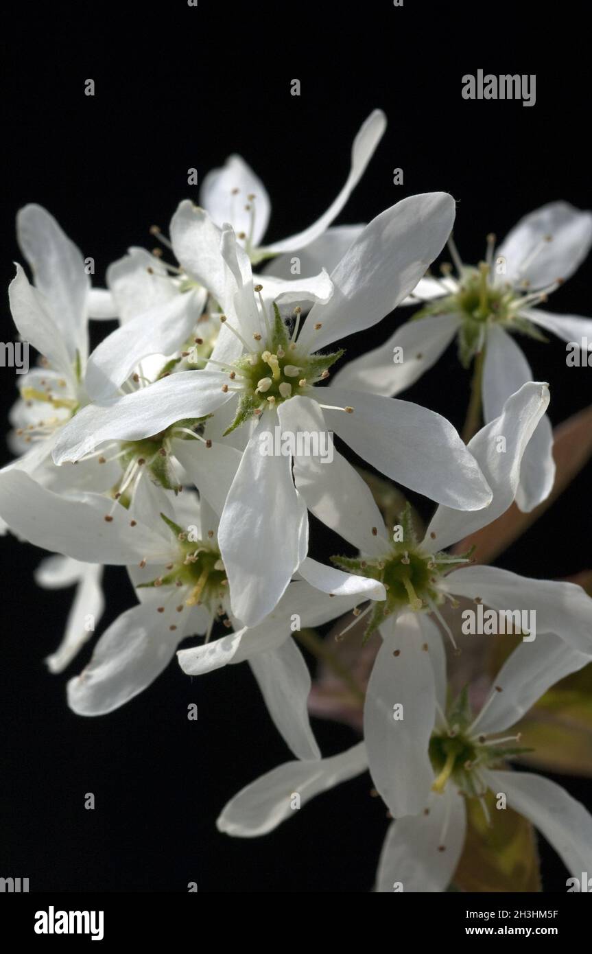 Rock pear, Amelanchier, denticulata Stock Photo - Alamy