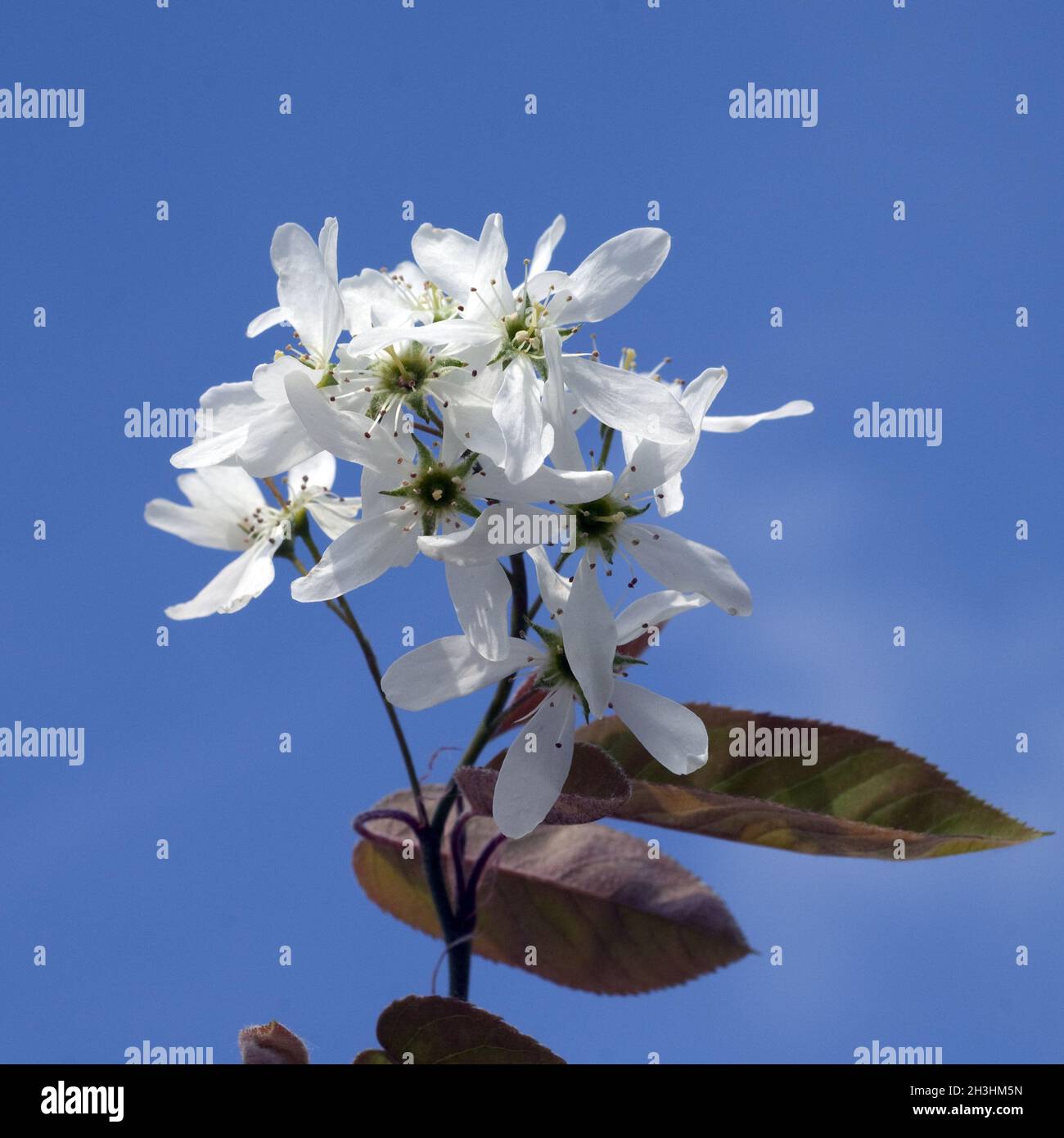 Rock pear, Amelanchier, denticulata Stock Photo - Alamy