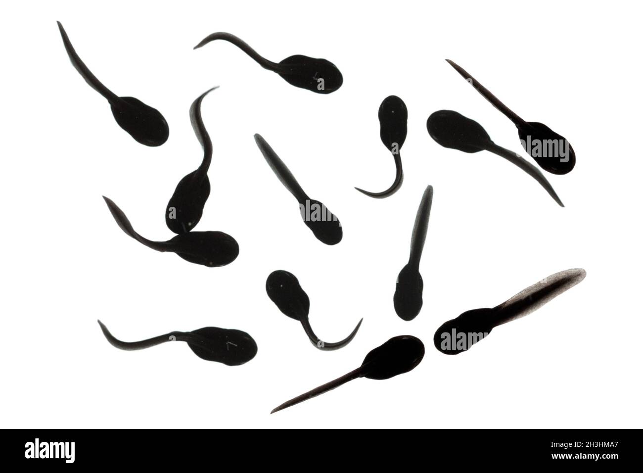 Nature spawn eggs tadpole Cut Out Stock Images & Pictures - Alamy