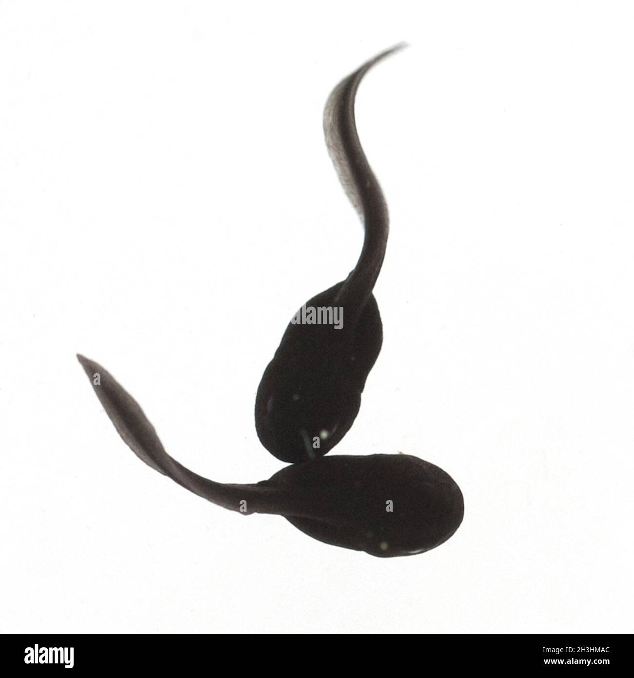 Toad tadpole Cut Out Stock Images & Pictures - Alamy