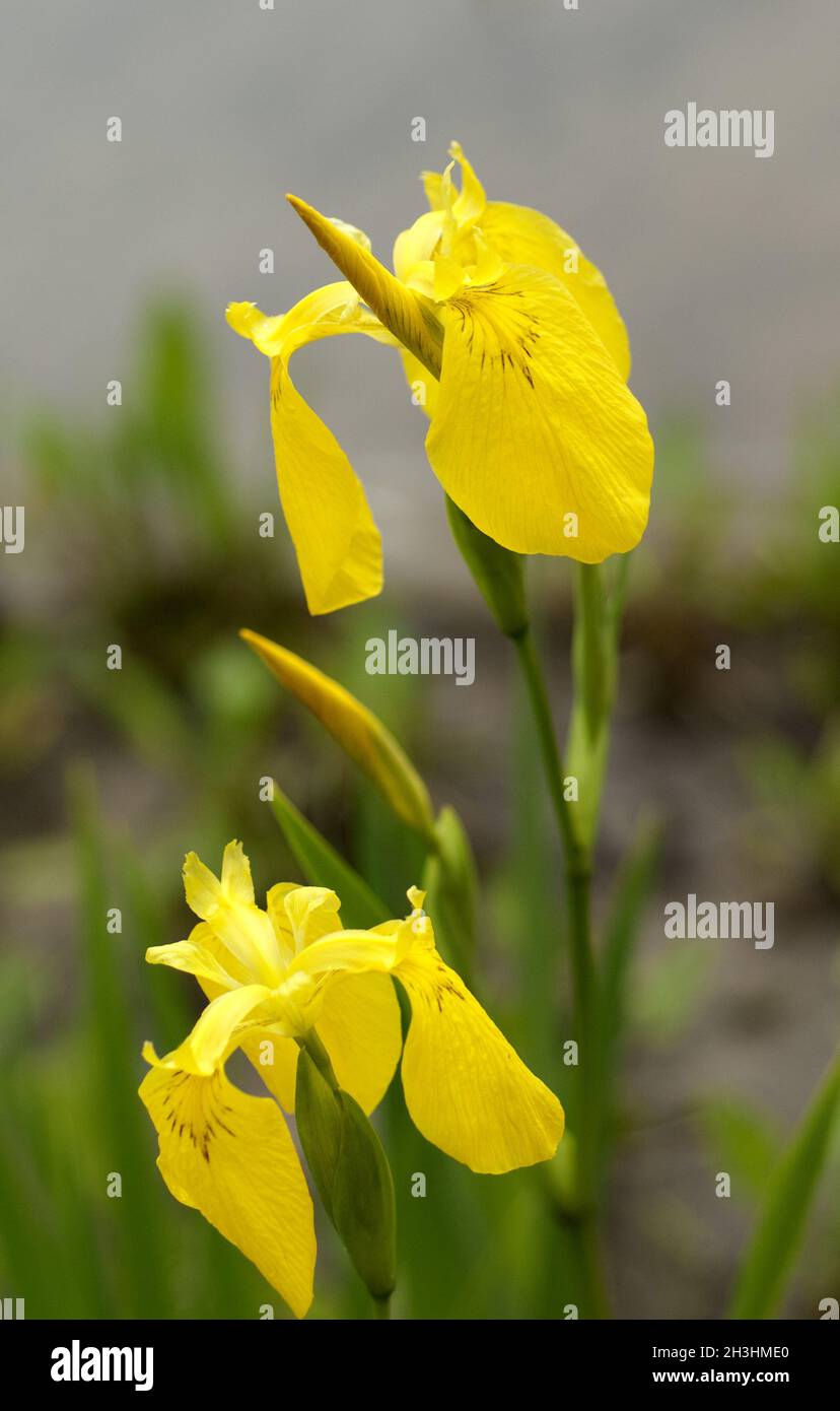 Marsh iris; Iris pseudacorus Stock Photo - Alamy