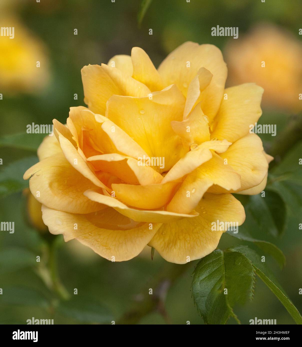 Rose may hi-res stock photography and images - Alamy