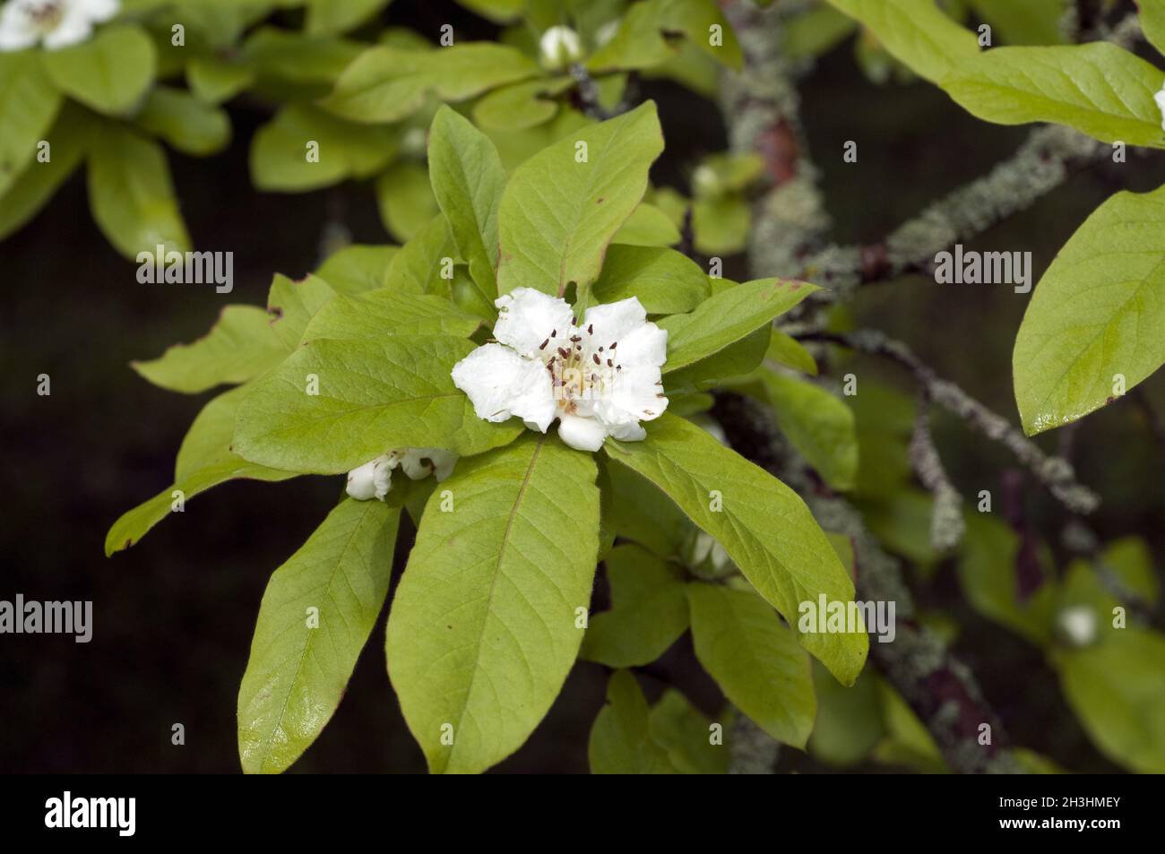 Medlar variety hi-res stock photography and images - Alamy