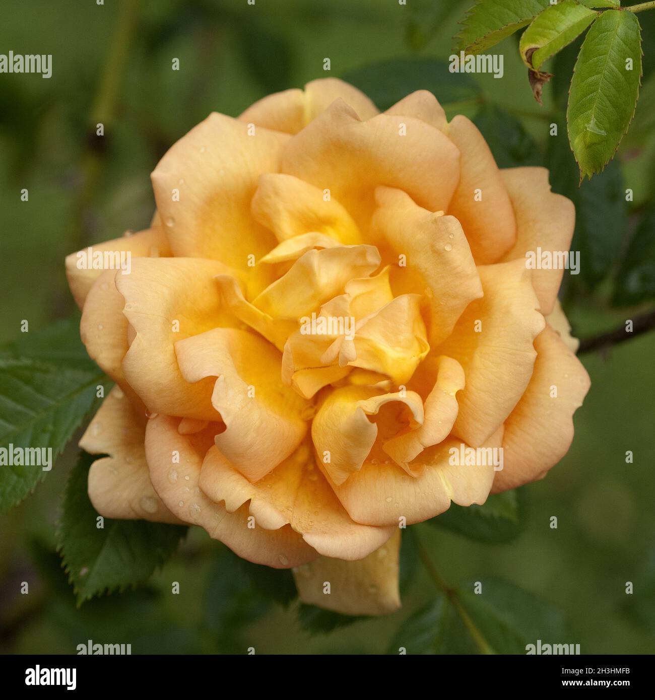 Shrub Rose; May Gold Stock Photo - Alamy