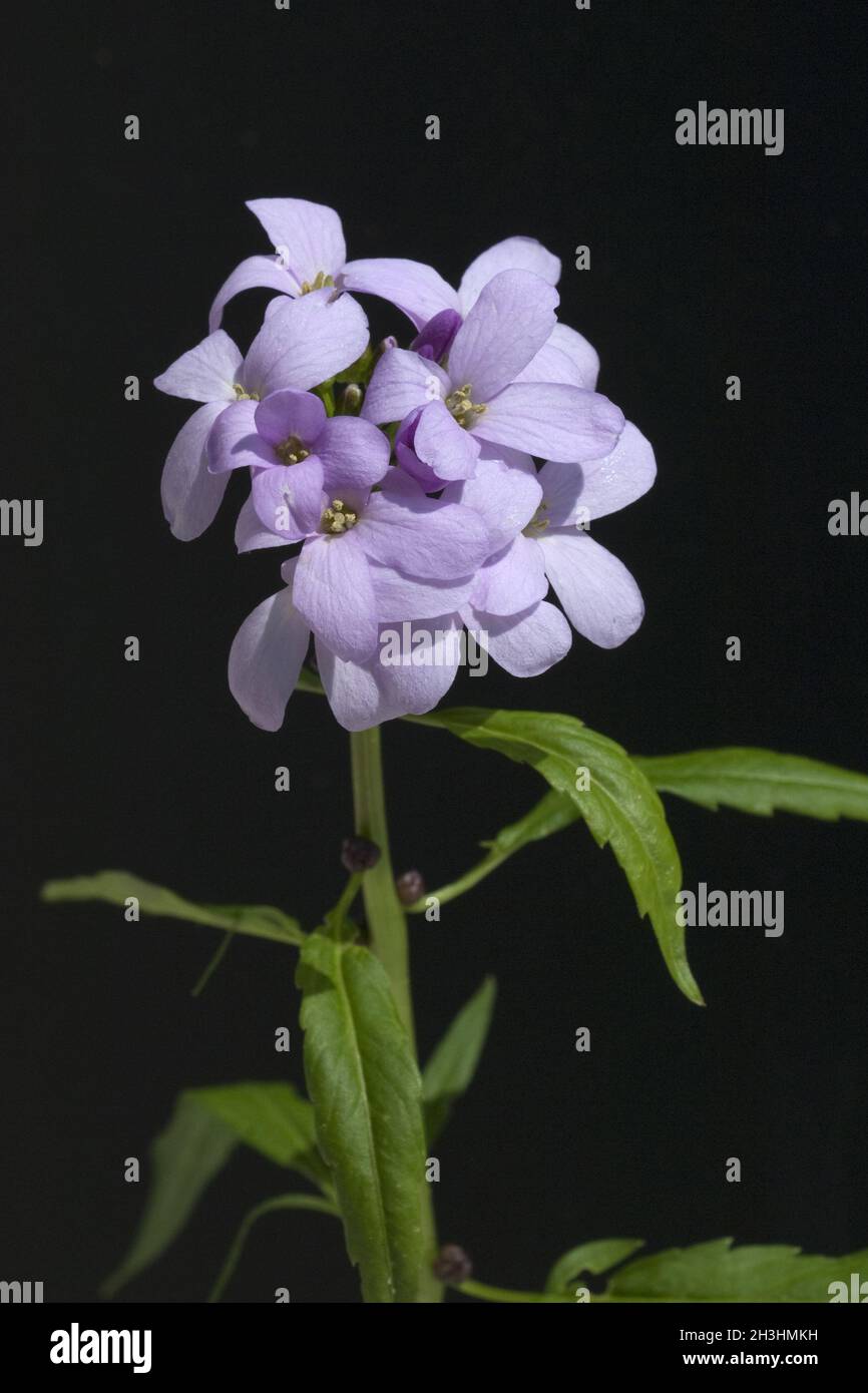 Neutral night hi-res stock photography and images - Alamy