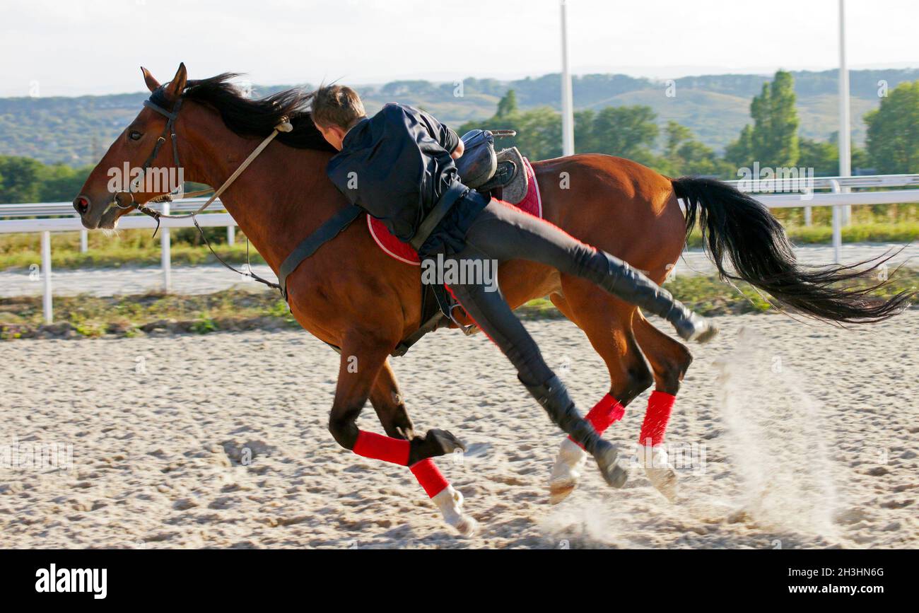 Bold man riding on a brown horse Stock Photo - Alamy