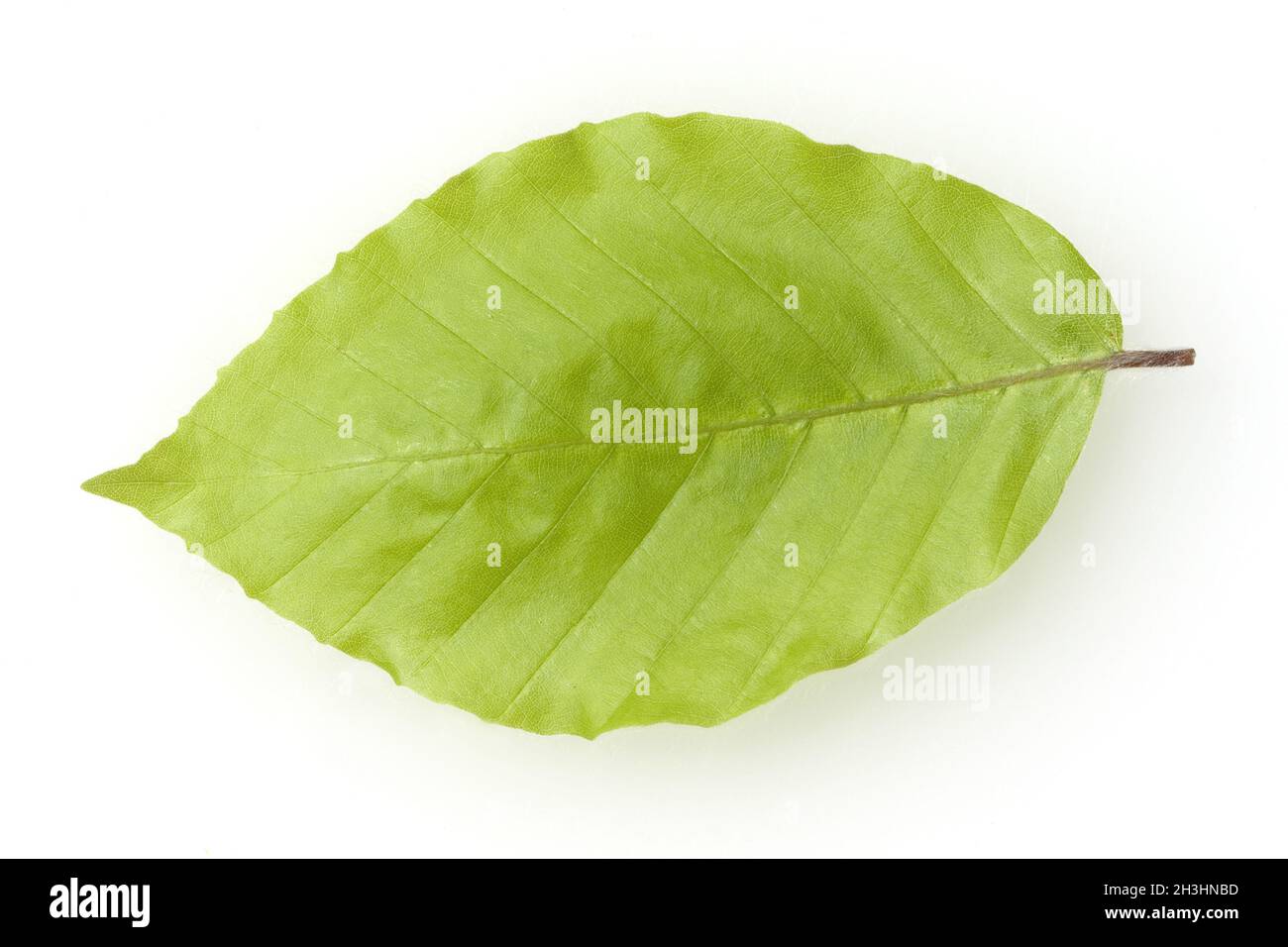 Beech trees fagus sylvatica Cut Out Stock Images & Pictures - Alamy