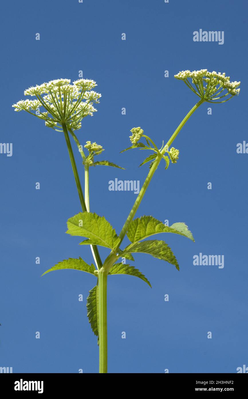 Goutweed hi-res stock photography and images - Alamy