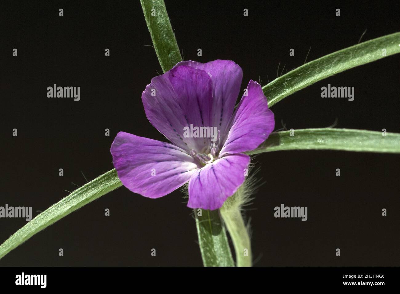 Corn cockle; agrostemma, githago Stock Photo - Alamy