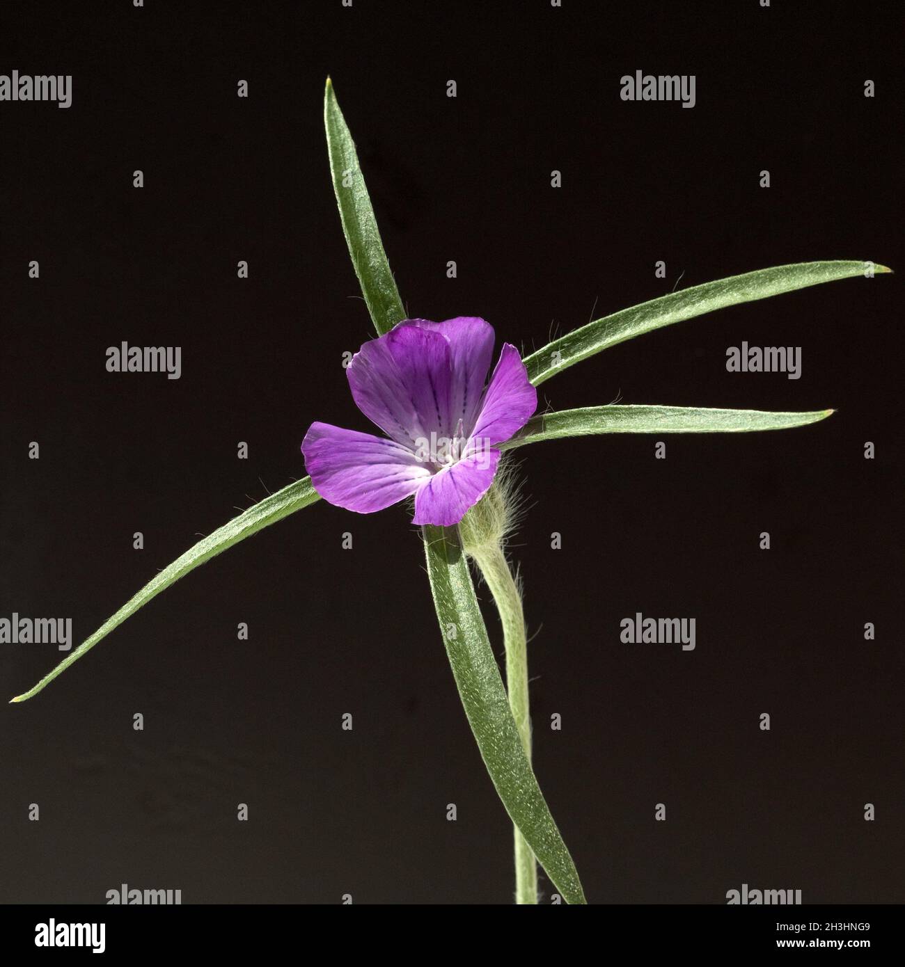 Corn cockle; agrostemma, githago Stock Photo - Alamy