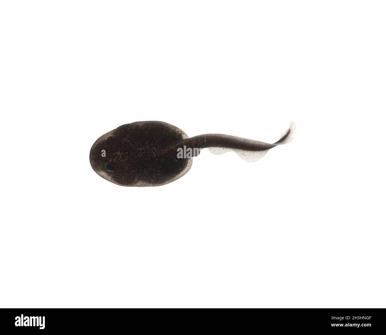 Bufo bufo tadpoles Cut Out Stock Images & Pictures - Alamy