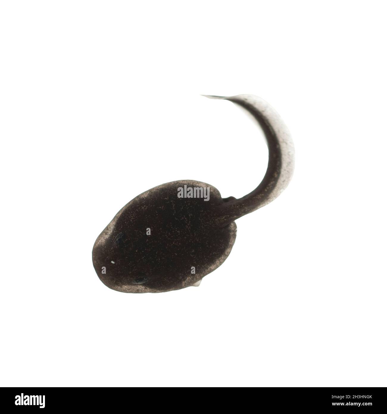 Bufo bufo tadpoles Cut Out Stock Images & Pictures - Alamy