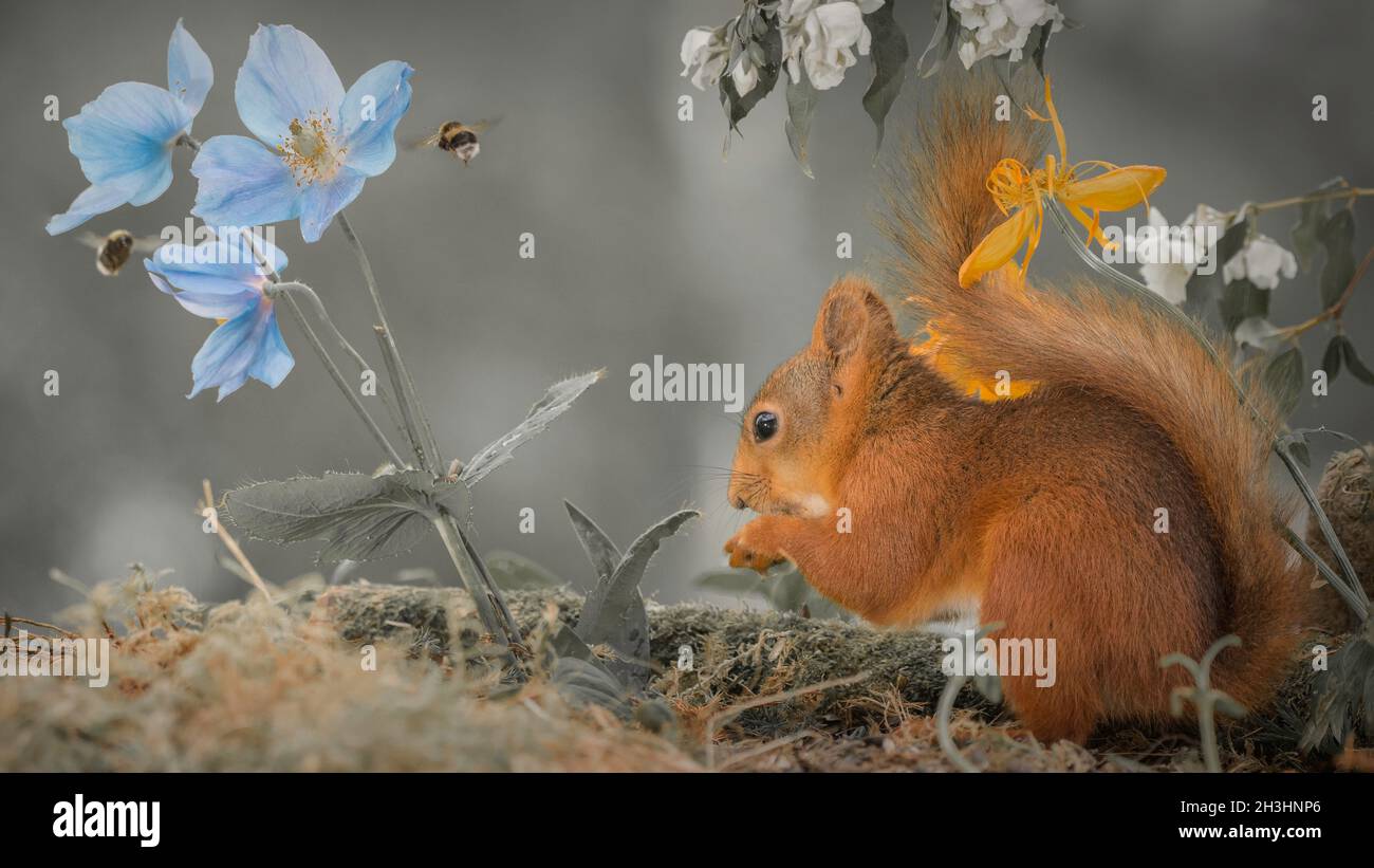 Squirrel with blue papaver flowers hi-res stock photography and images ...