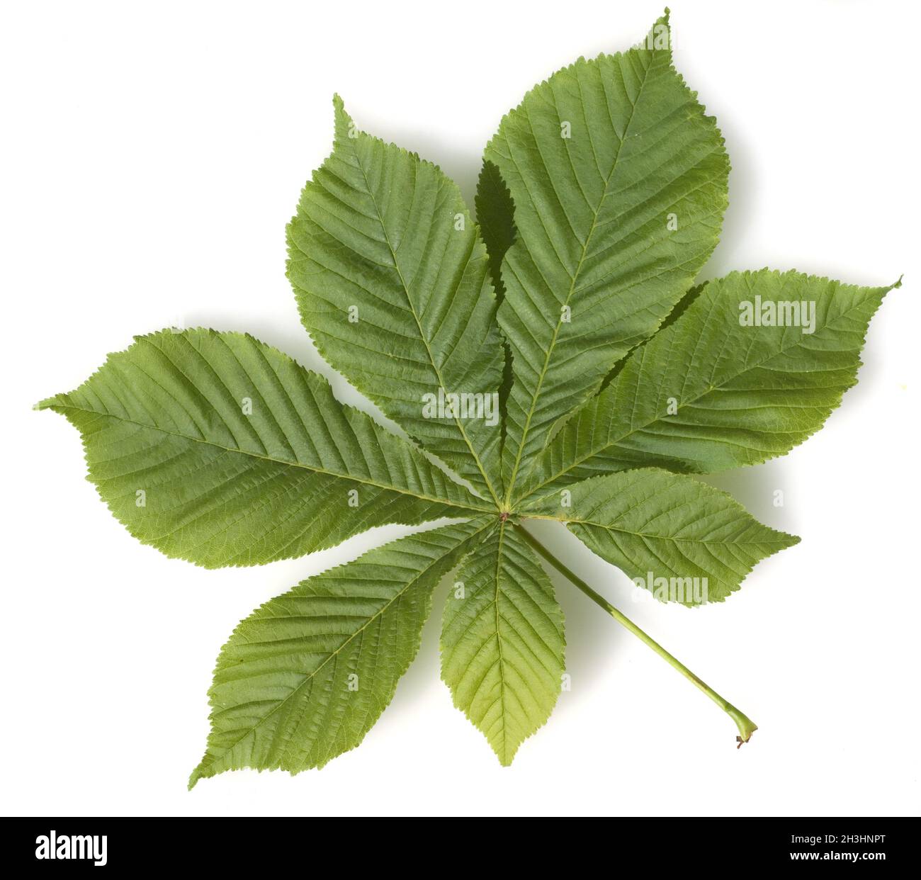 Chestnut leaf; Chestnut; Horse chestnut; Aesculus hippocastanum Stock ...