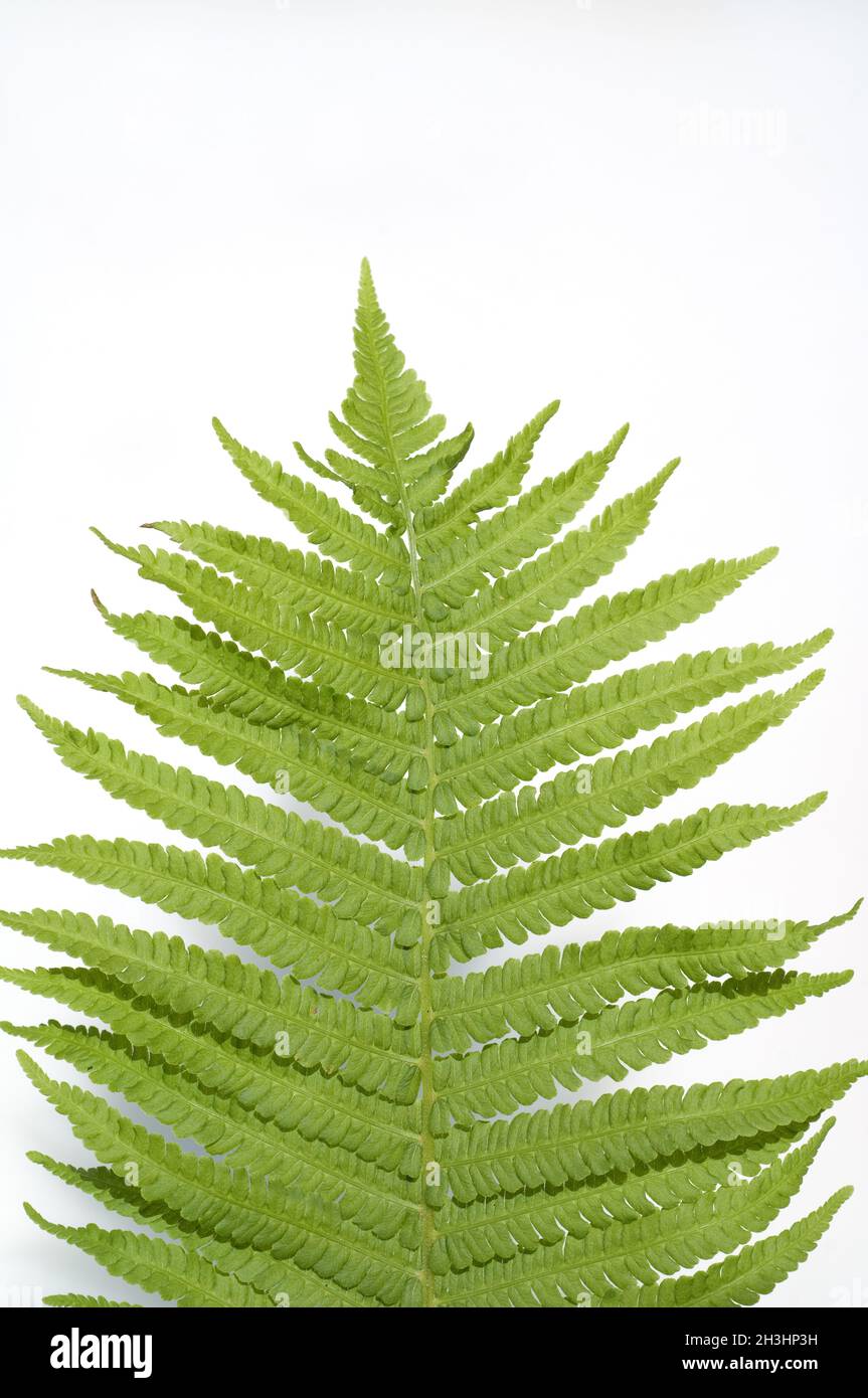 German Ostrich Fern High Resolution Stock Photography and Images - Alamy