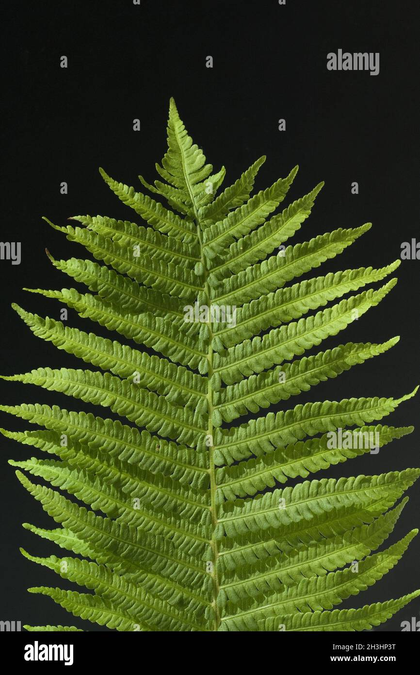 German; funnel fern Stock Photo - Alamy