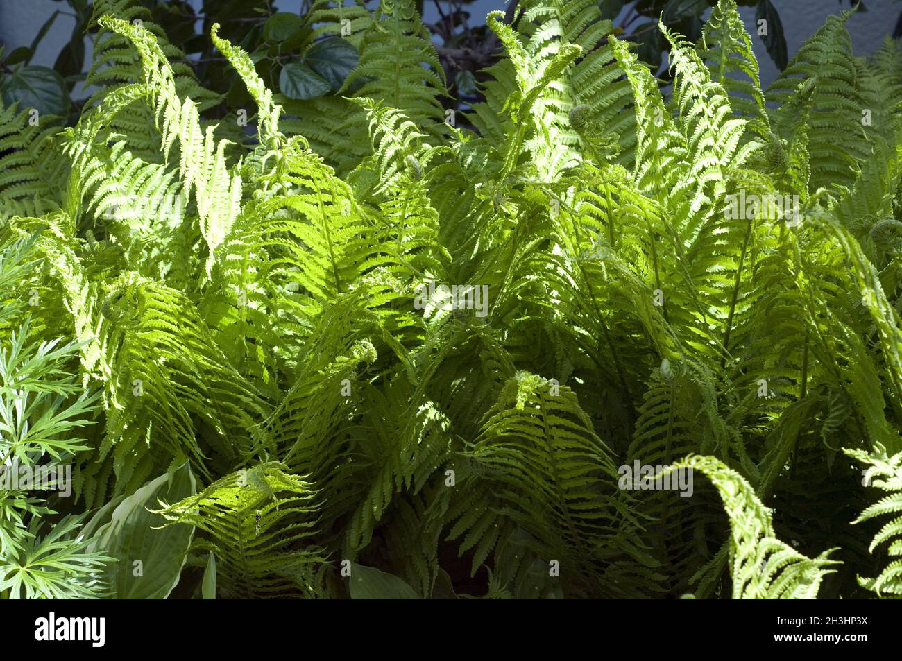 German; funnel fern Stock Photo - Alamy