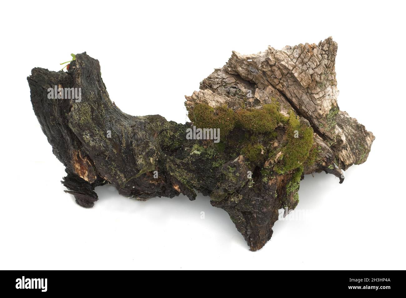 Dead tree roots Cut Out Stock Images & Pictures - Alamy