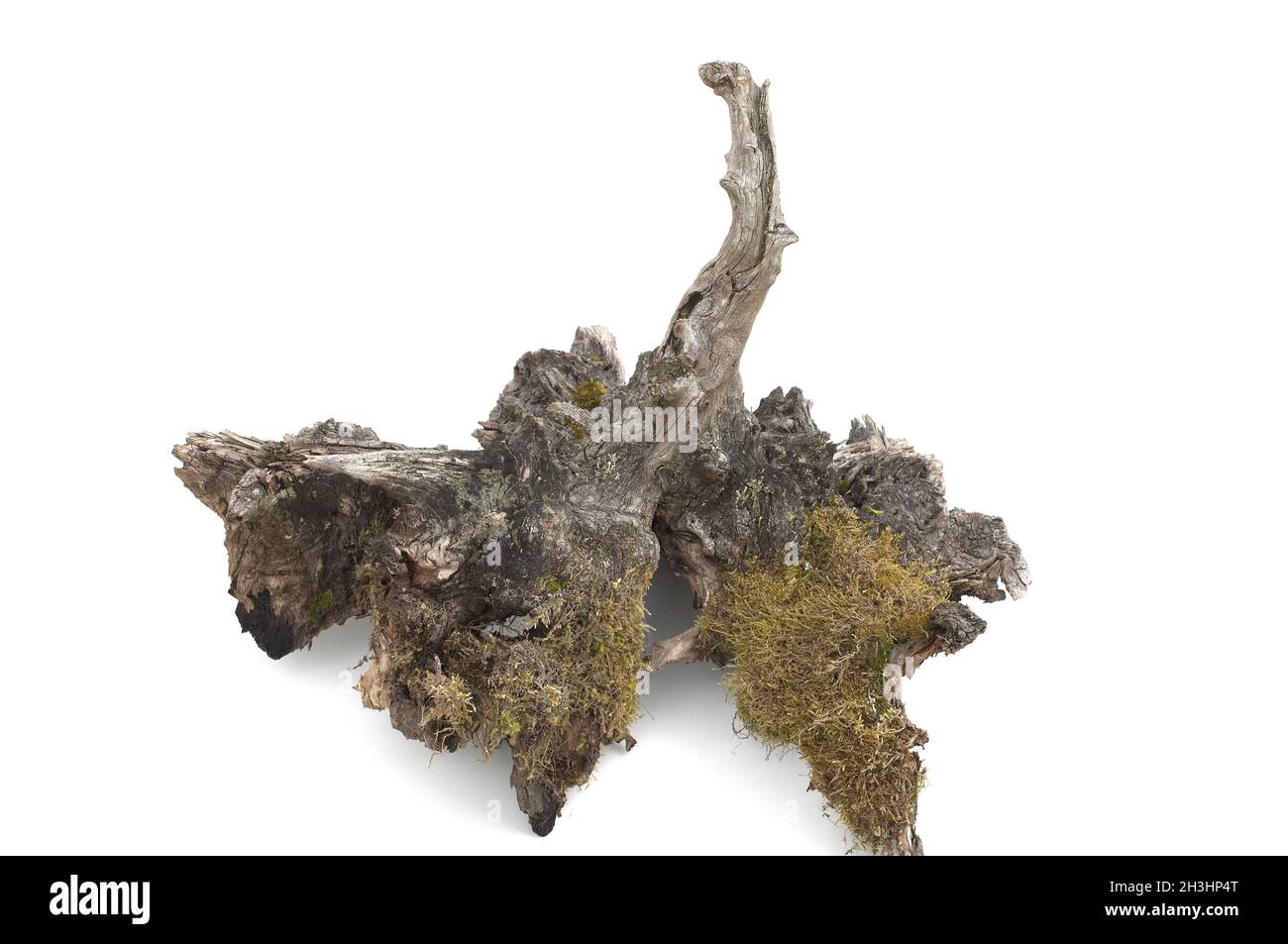Dead tree roots Cut Out Stock Images & Pictures - Alamy