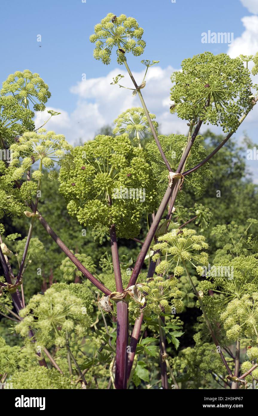 Angelica; Archangelica; angelica flower Stock Photo - Alamy