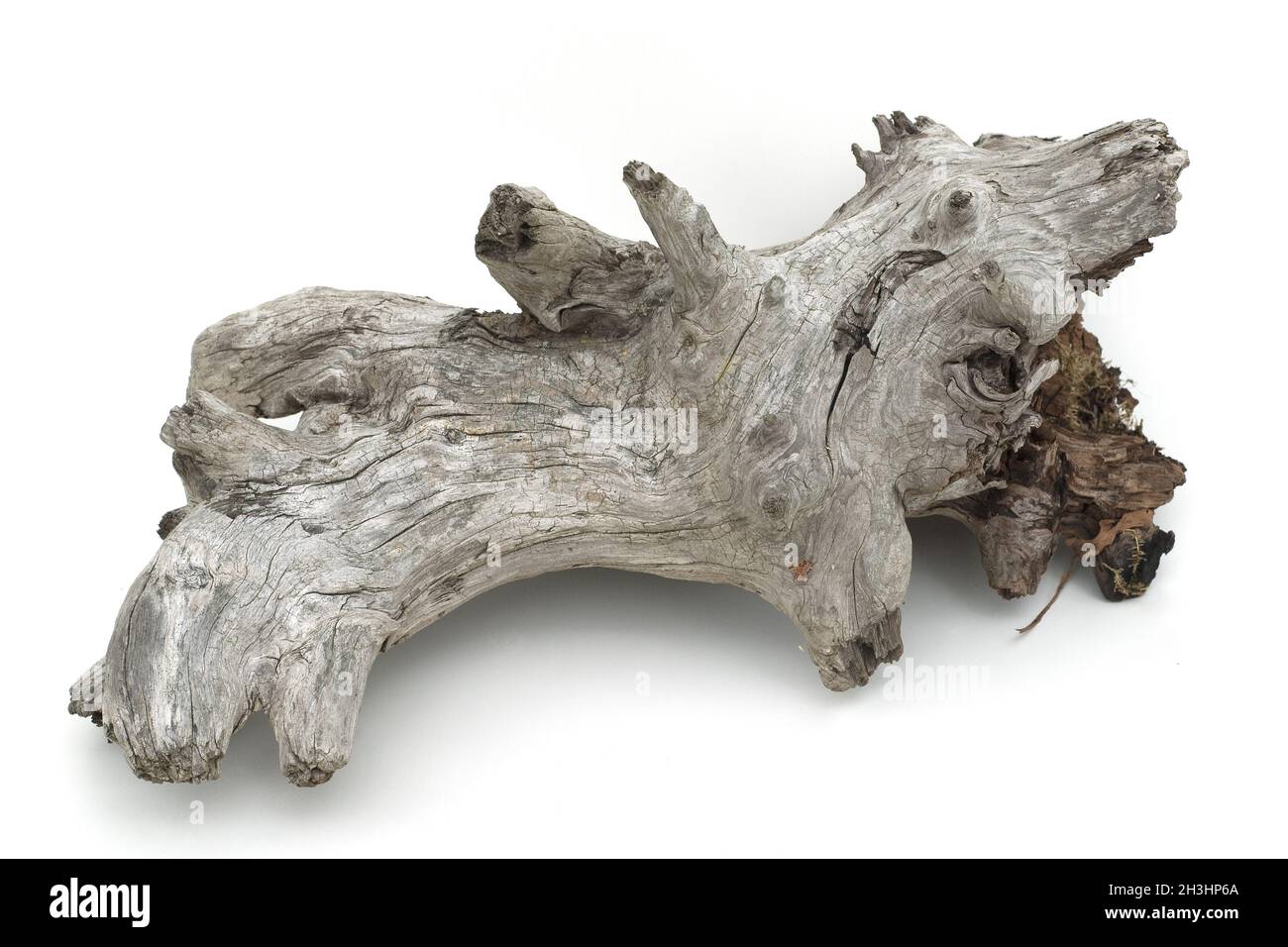Dead tree roots Cut Out Stock Images & Pictures - Alamy