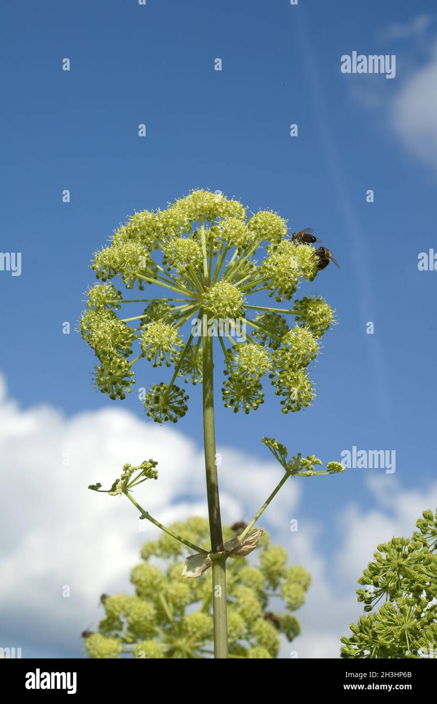 Angelica; Archangelica; angelica flower Stock Photo - Alamy
