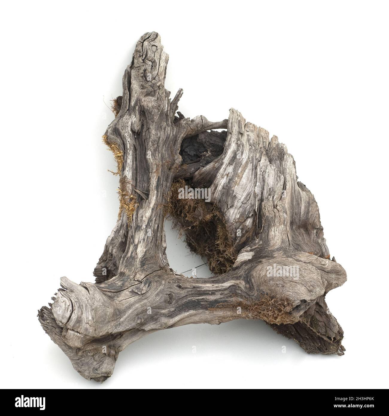 Dead tree roots Cut Out Stock Images & Pictures - Alamy