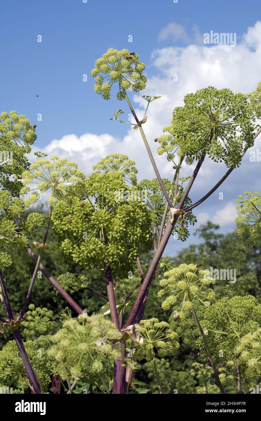 Angelica; Archangelica; angelica flower Stock Photo - Alamy