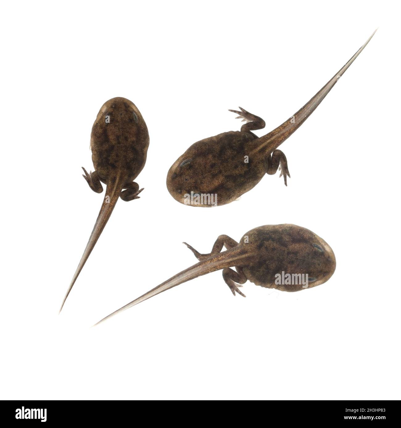 Black tadpoles Cut Out Stock Images & Pictures - Alamy