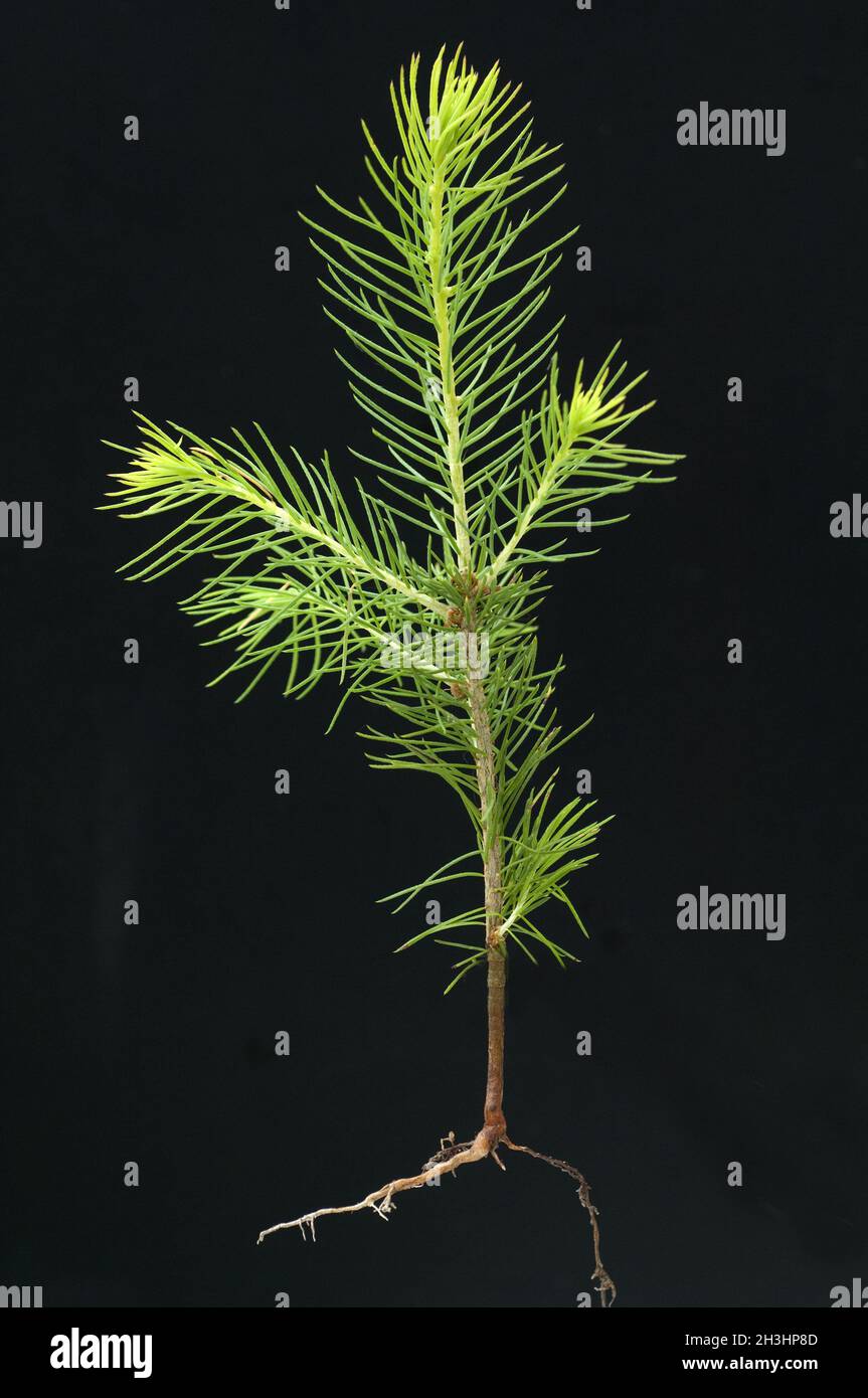 Black spruce sapling hi-res stock photography and images - Alamy