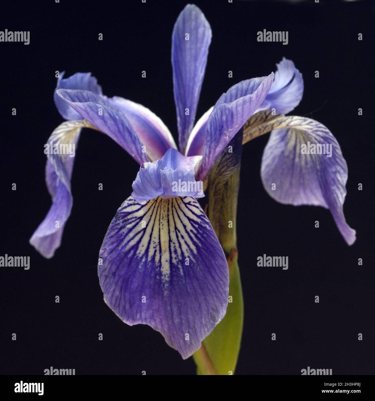 Swamp iris, iris, versicolor, blue swamp iris Stock Photo - Alamy